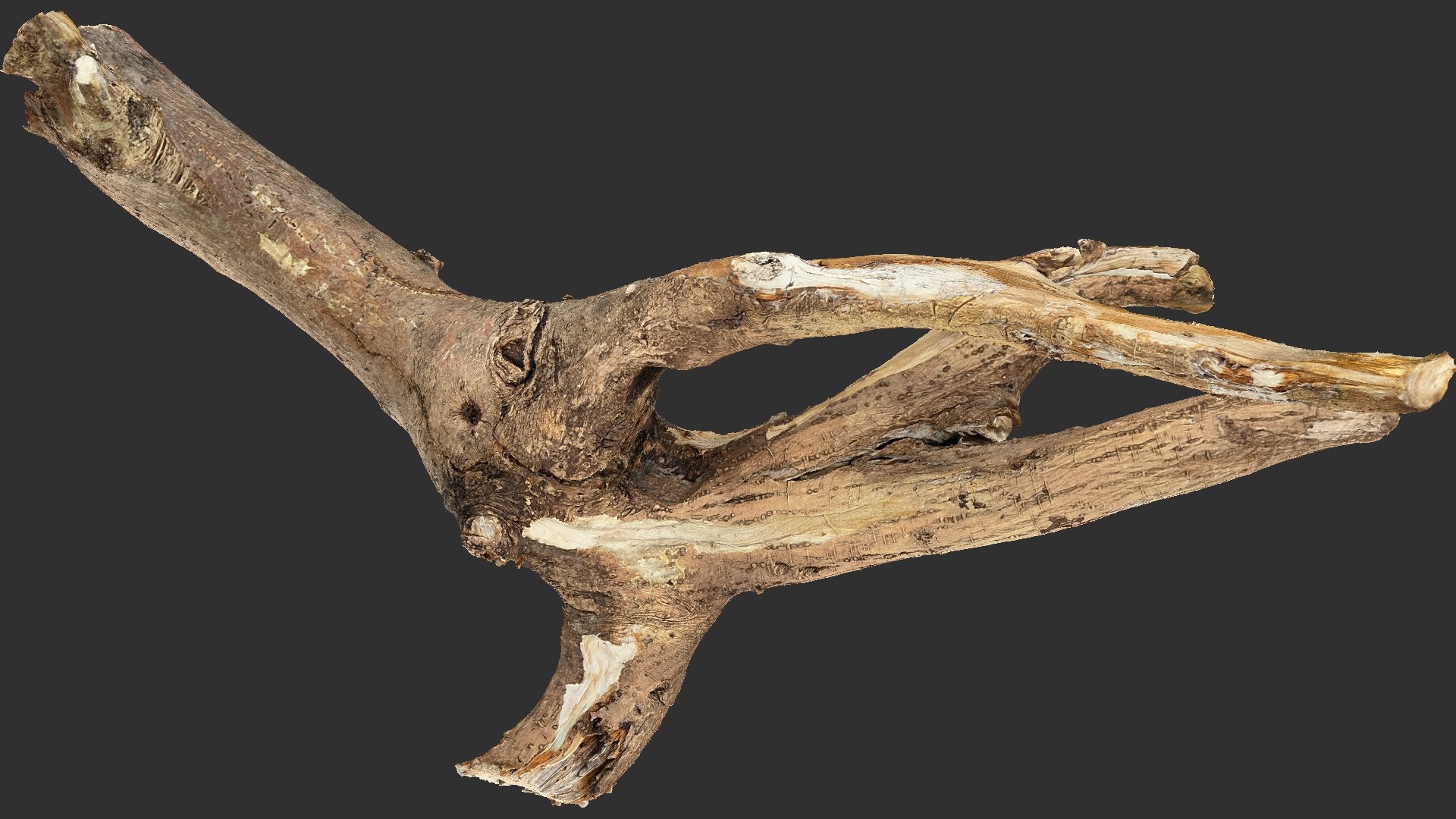 3D Tree Branch 3d Scan - TurboSquid 2204679