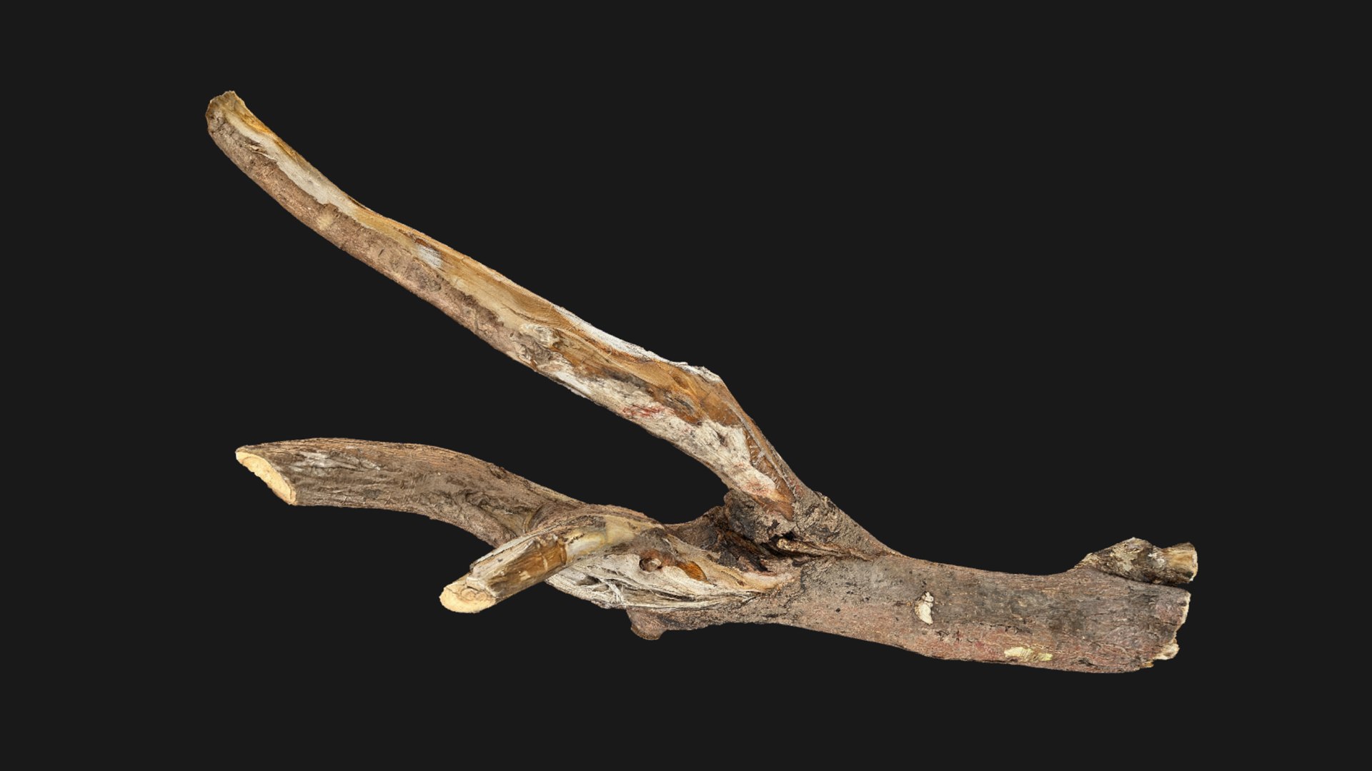 3D Tree Branch 3d Scan - TurboSquid 2204679