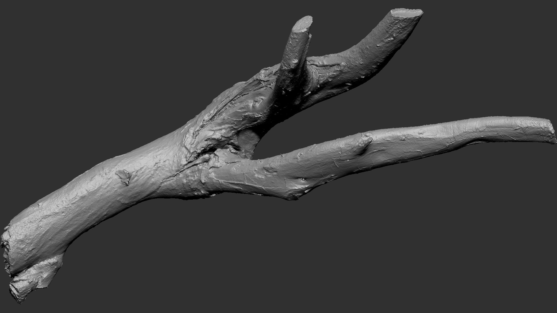 3D Tree Branch 3d Scan - TurboSquid 2204679