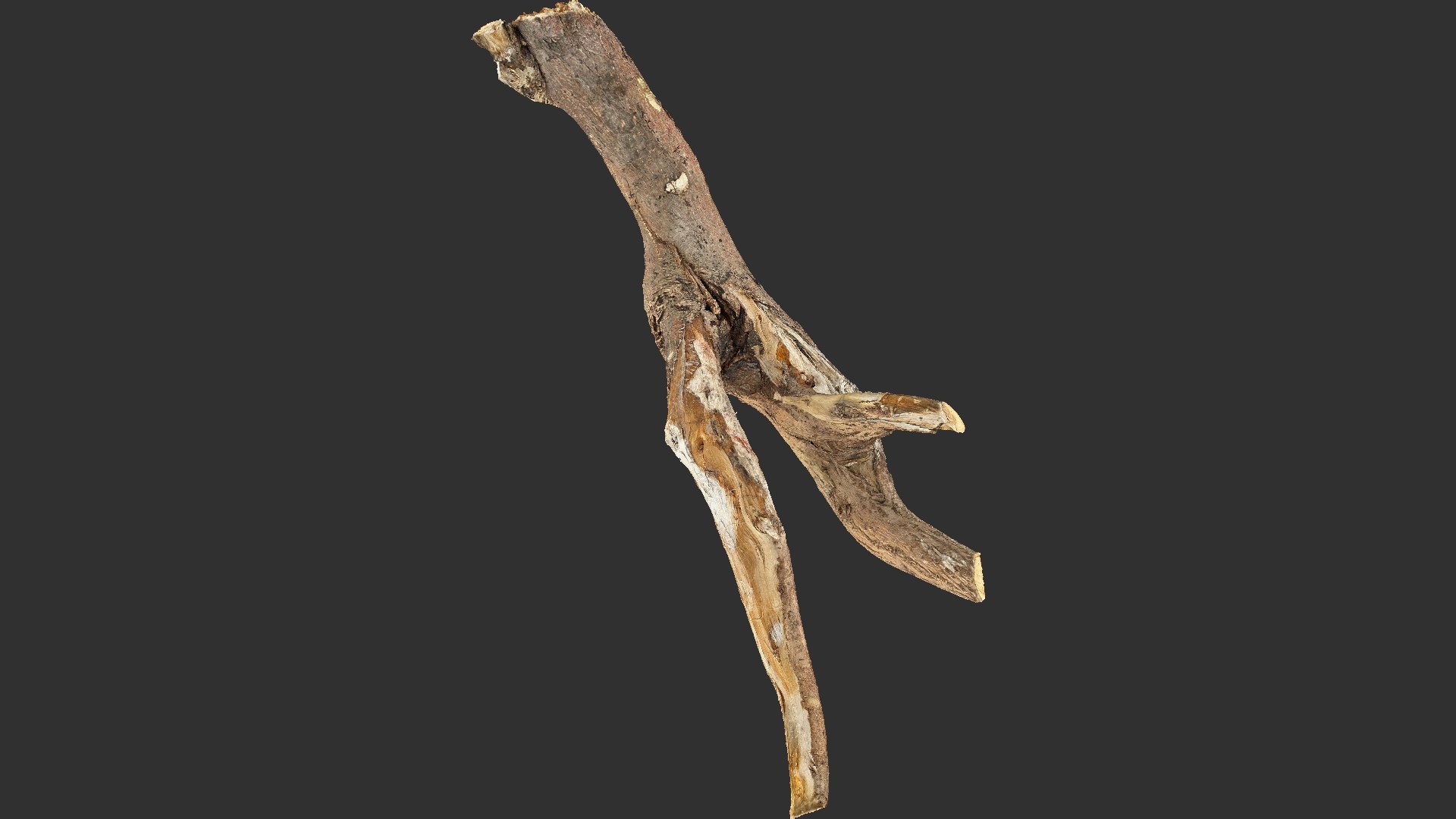 3D Tree Branch 3d Scan - TurboSquid 2204679