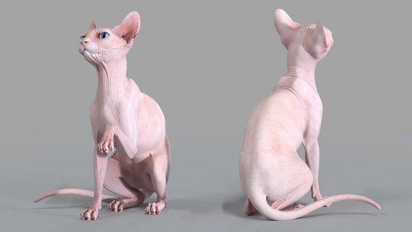 Sphynx cat sitting pose model - TurboSquid 1662117
