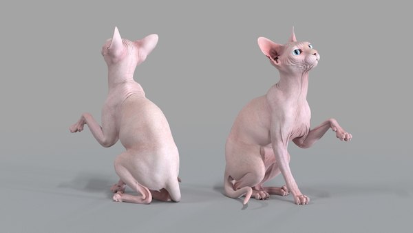 Sphynx cat sitting pose model - TurboSquid 1662117