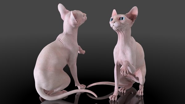 Sphynx cat sitting pose model - TurboSquid 1662117