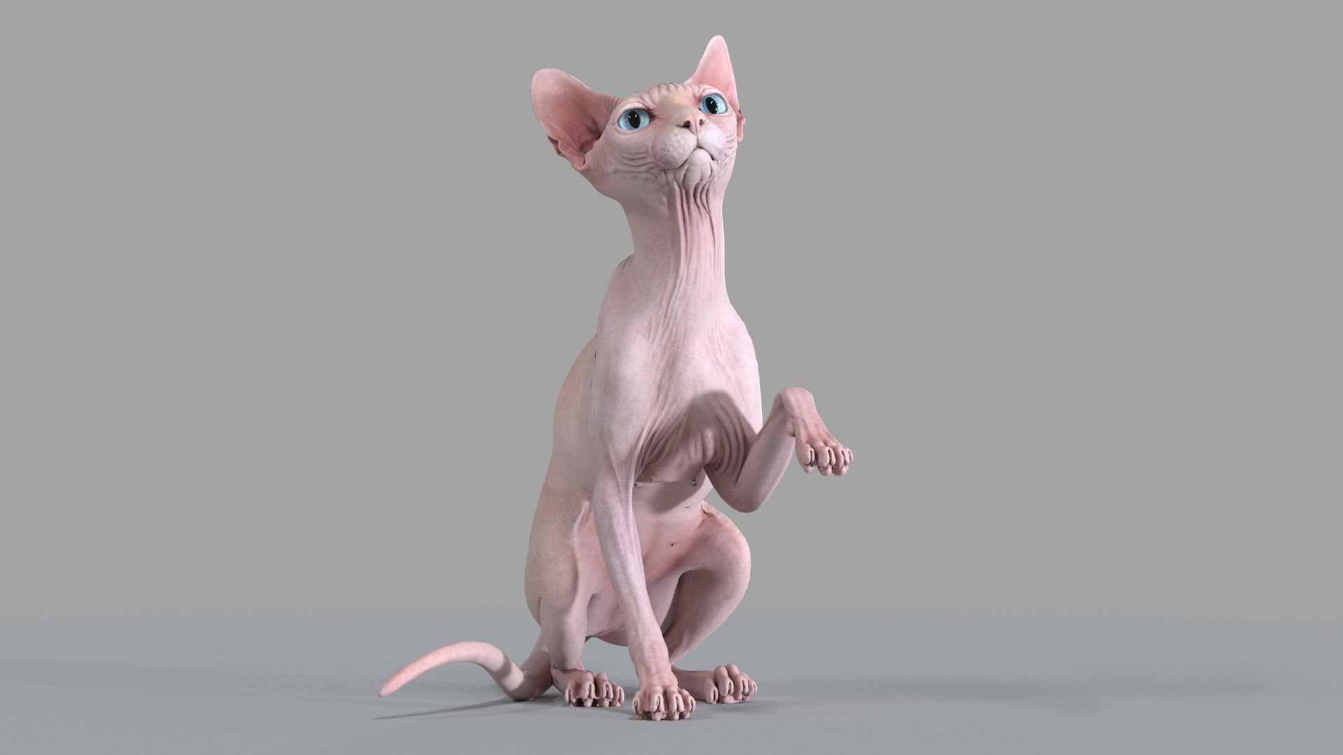 Sphynx cat sitting pose model - TurboSquid 1662117
