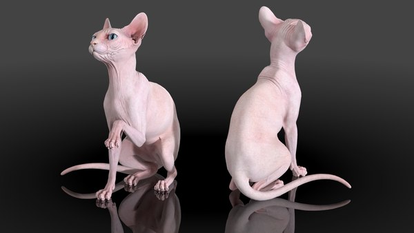 Sphynx cat sitting pose model - TurboSquid 1662117