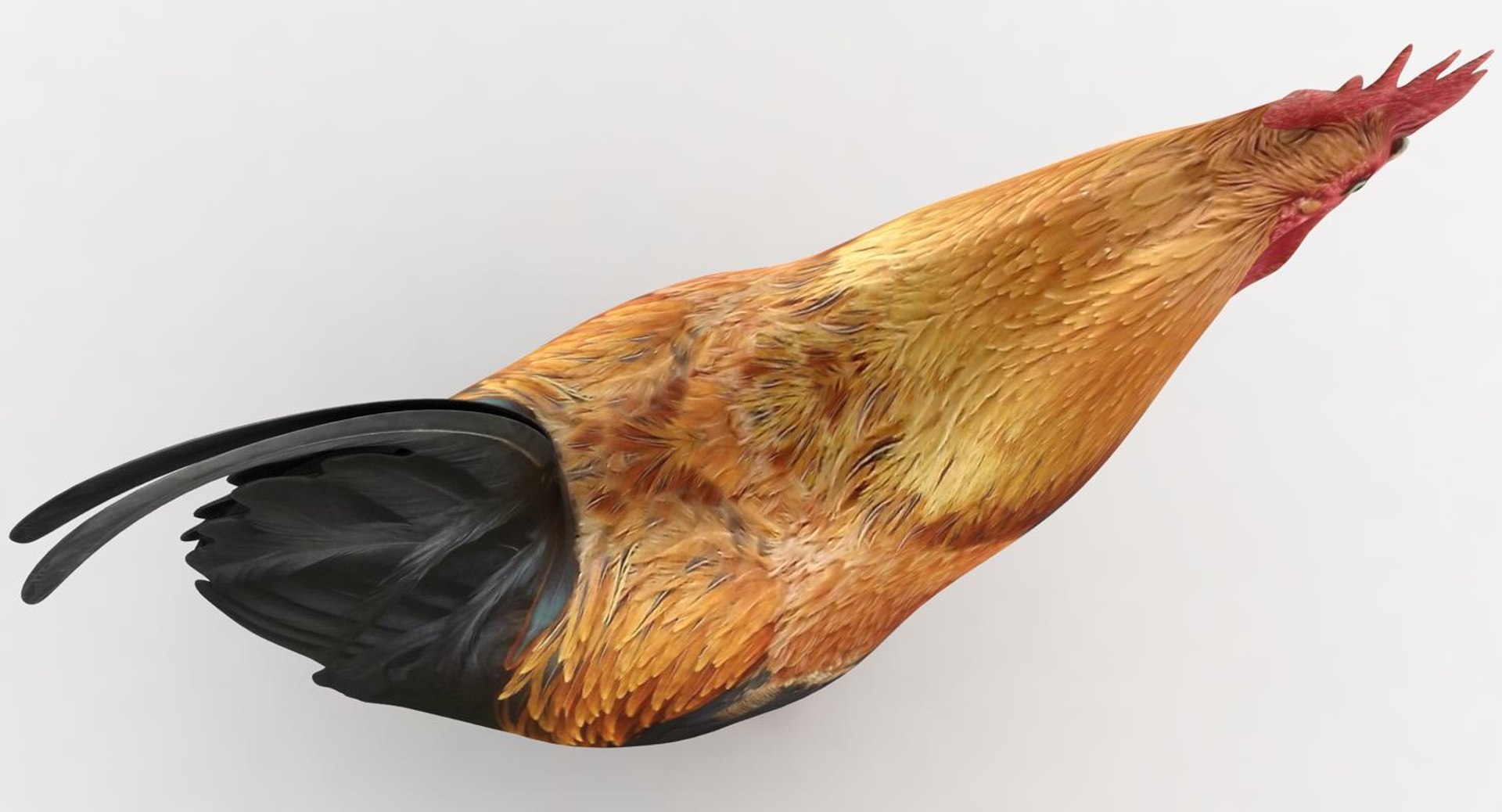 3D Realistic Rooster - TurboSquid 1152370