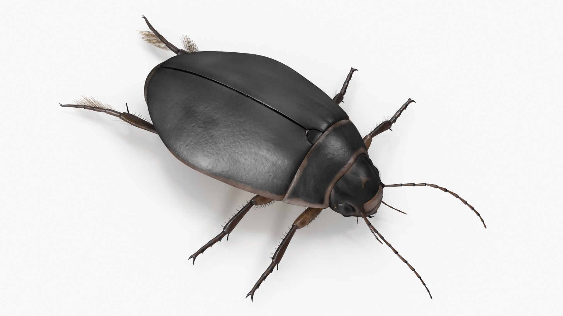 Squeak Beetle Black 3D Model - TurboSquid 2242064