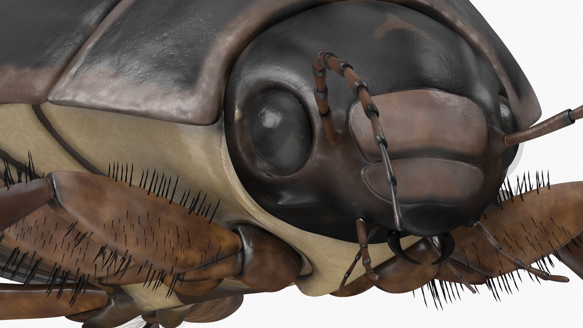 Squeak Beetle Black 3D Model - TurboSquid 2242064