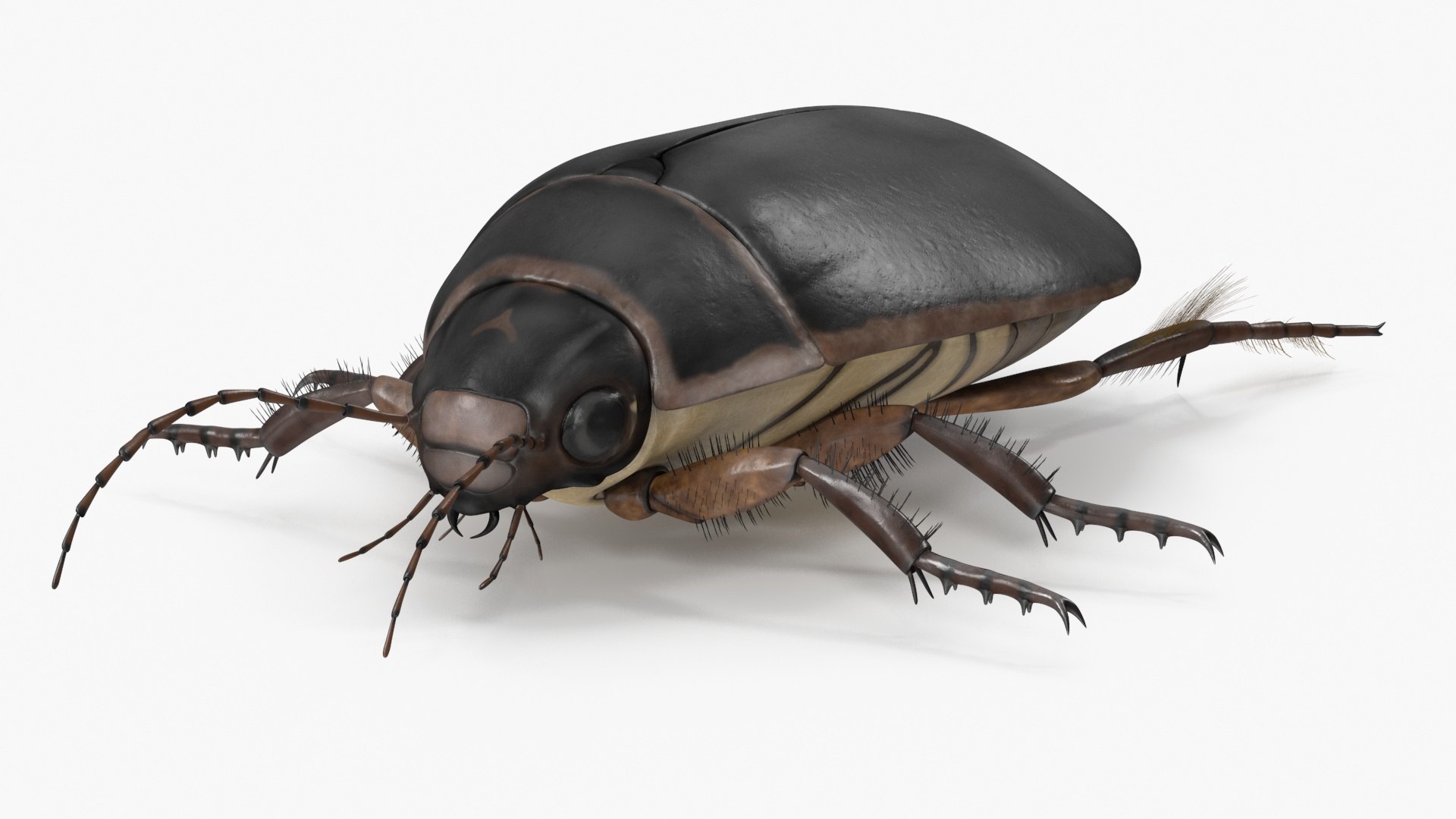 Squeak Beetle Black 3D Model - TurboSquid 2242064