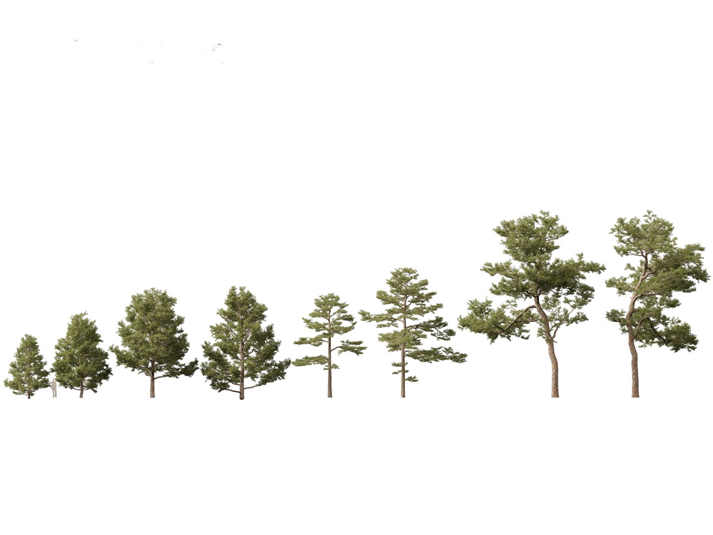 Pinus Sylvestris - Scots Pine Model - TurboSquid 2139830