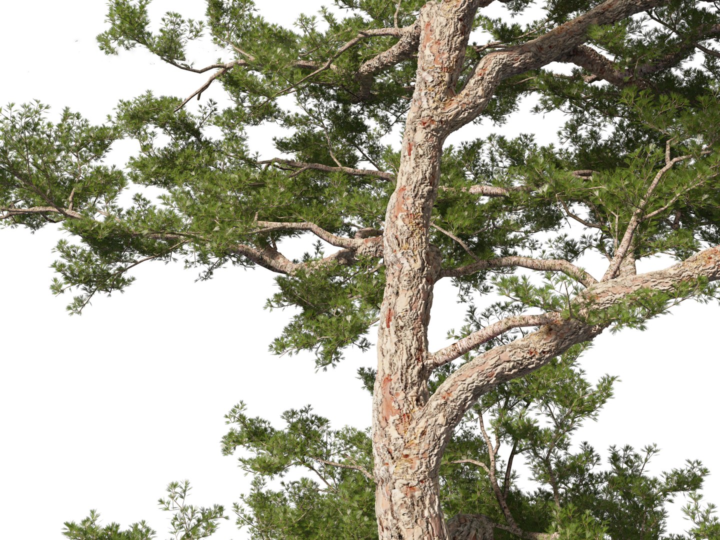 Pinus Sylvestris - Scots Pine Model - TurboSquid 2139830