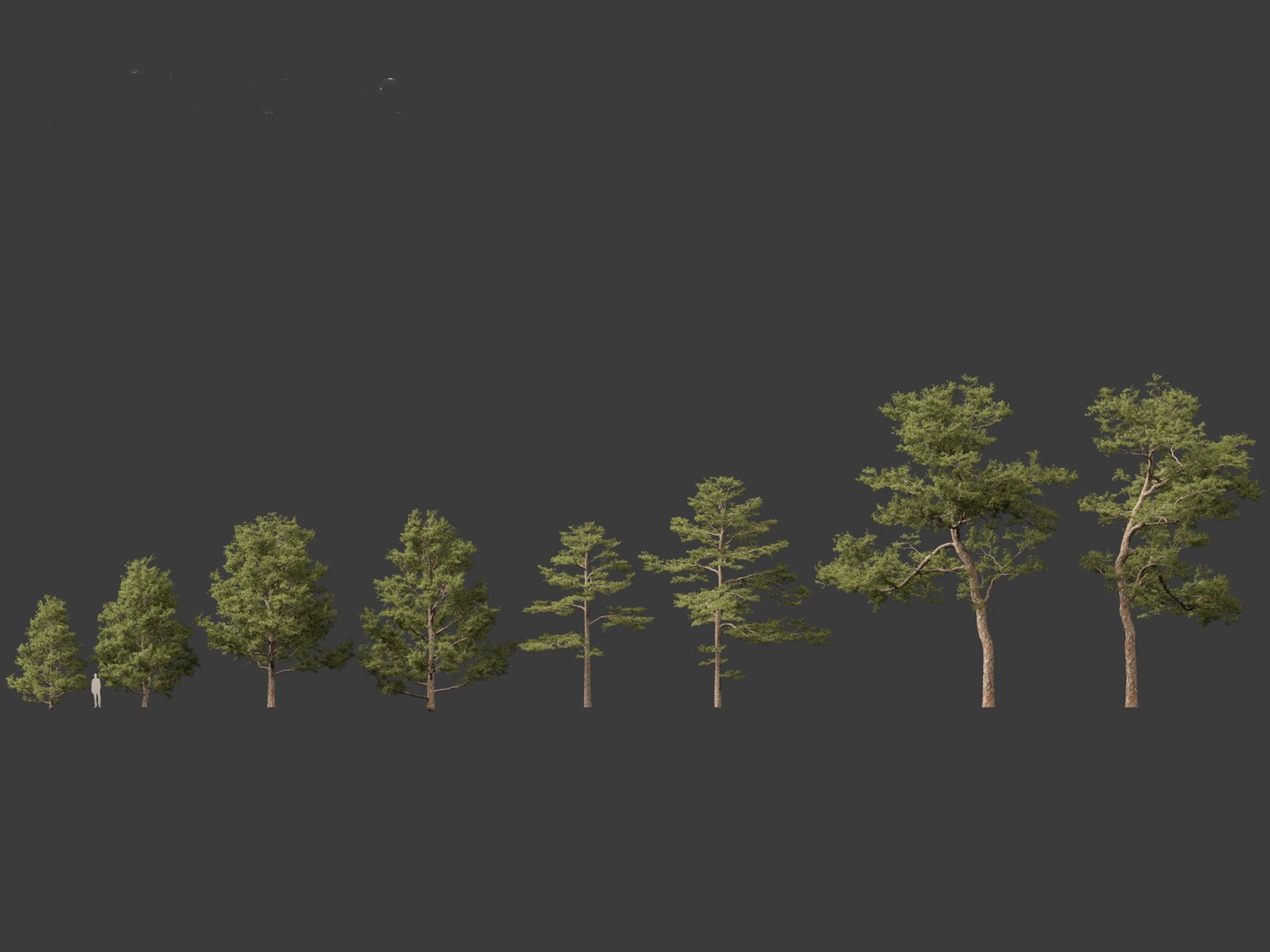 Pinus Sylvestris - Scots Pine Model - TurboSquid 2139830