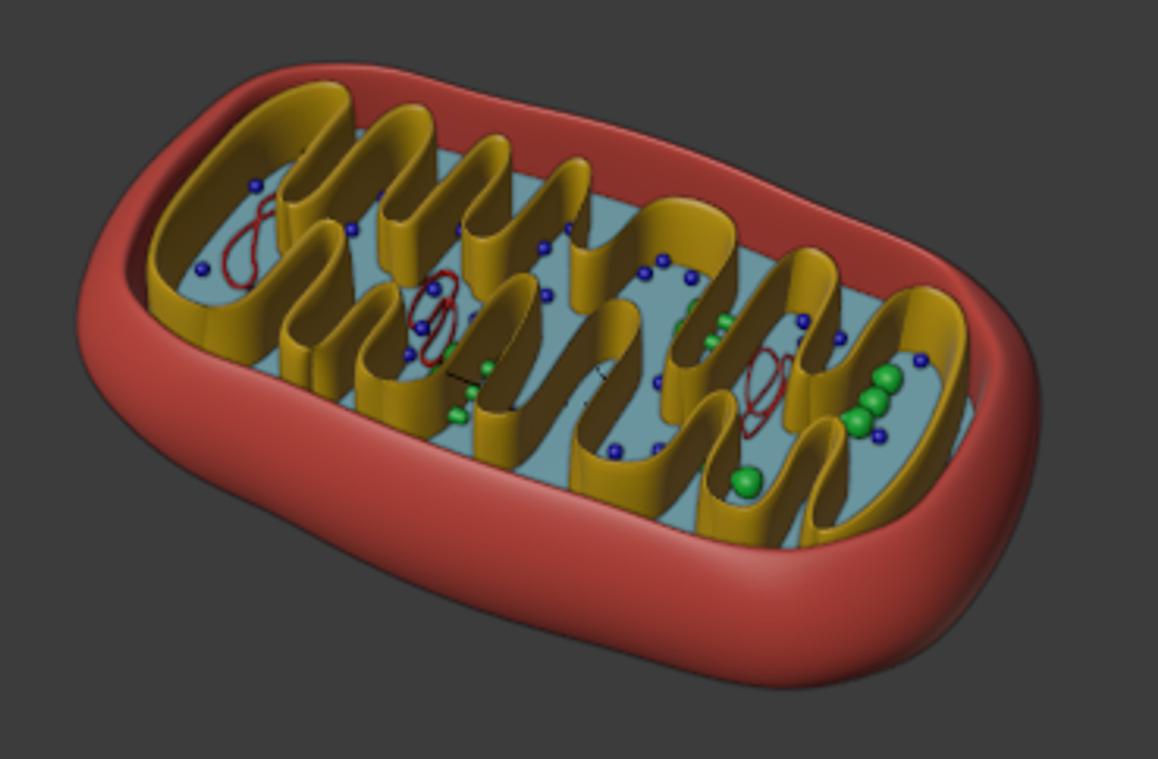 Mitochondria animal cell 3D model - TurboSquid 1638982