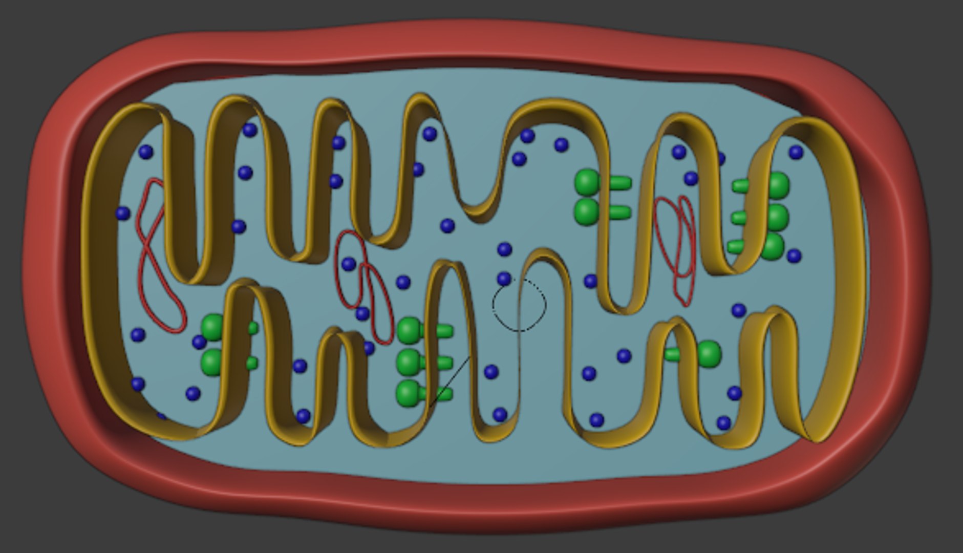 Mitochondria Animal Cell 3D Model - TurboSquid 1638982