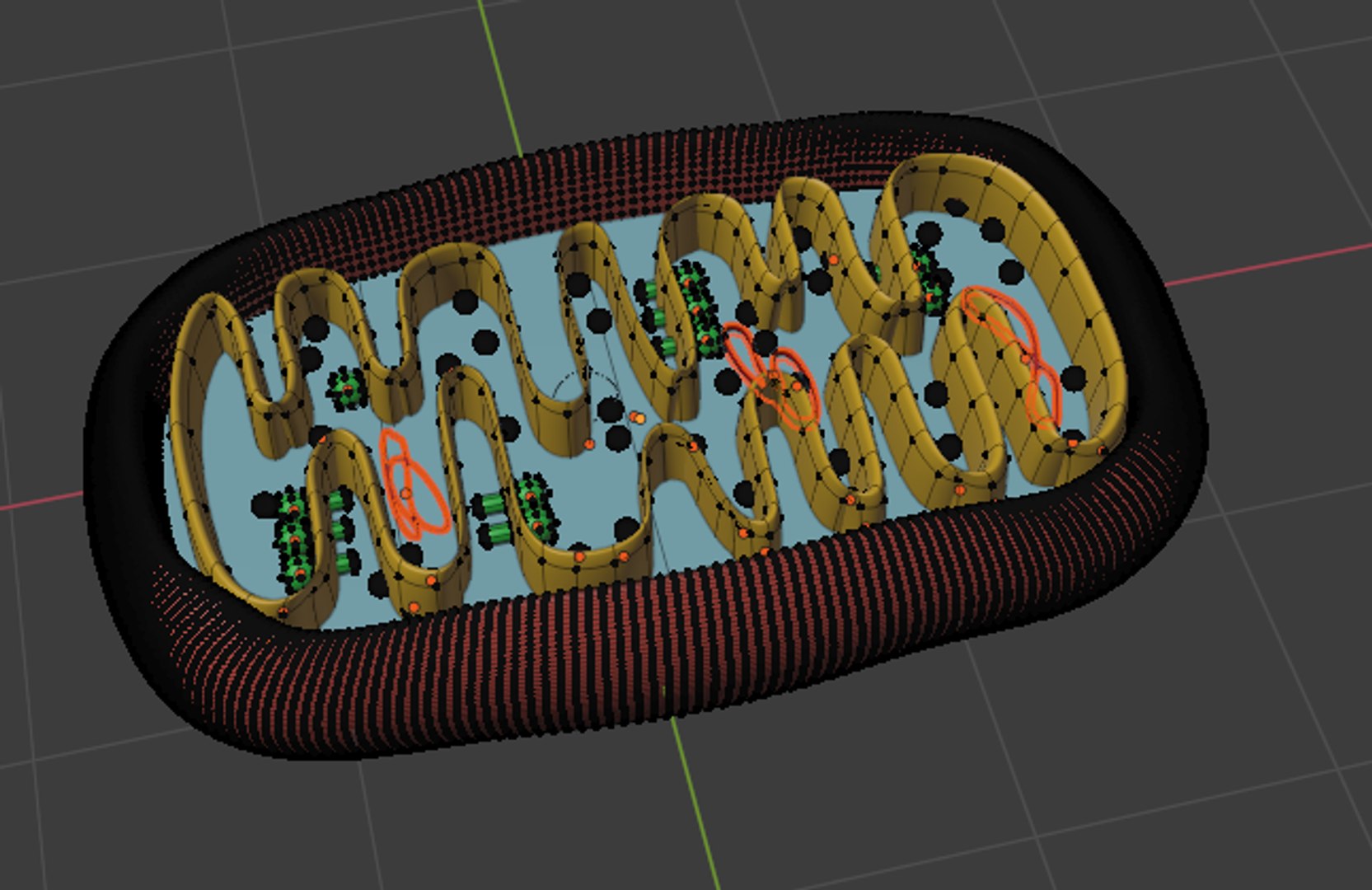 Mitochondria Animal Cell 3D Model - TurboSquid 1638982