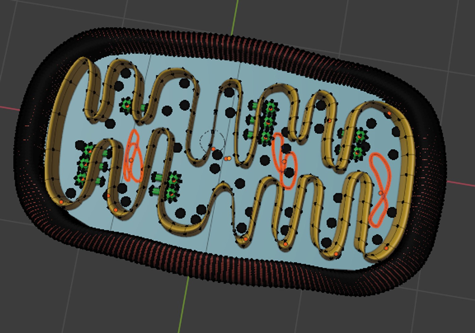 Mitochondria Animal Cell 3D Model - TurboSquid 1638982