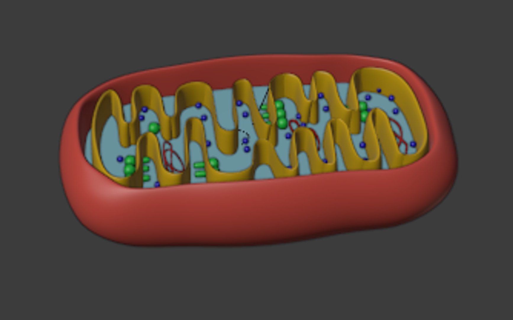 Mitochondria animal cell 3D model - TurboSquid 1638982
