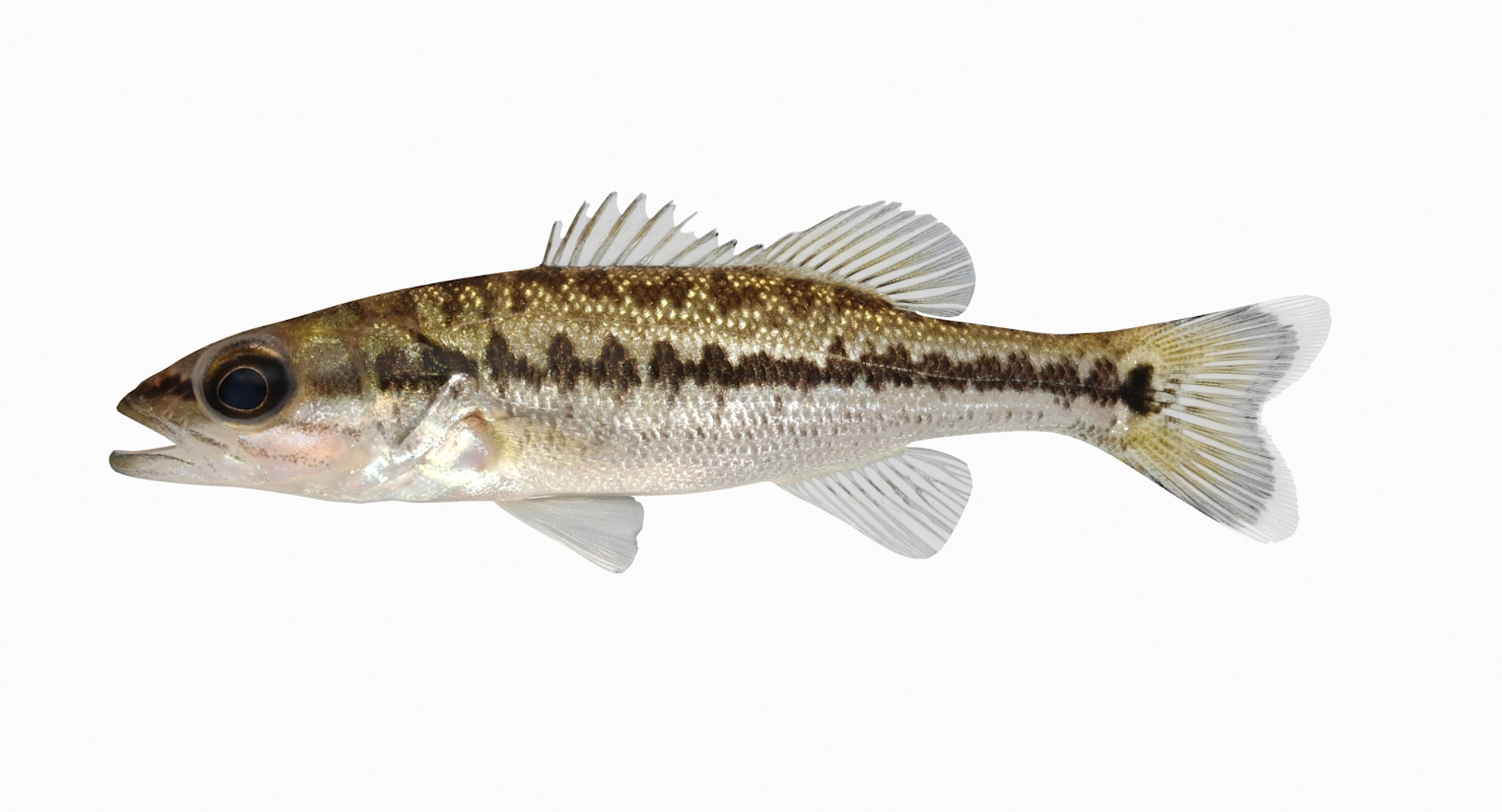 Spotted Bass Model - TurboSquid 1154127