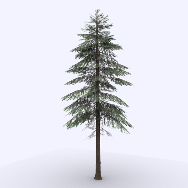 spruce tree 3d model