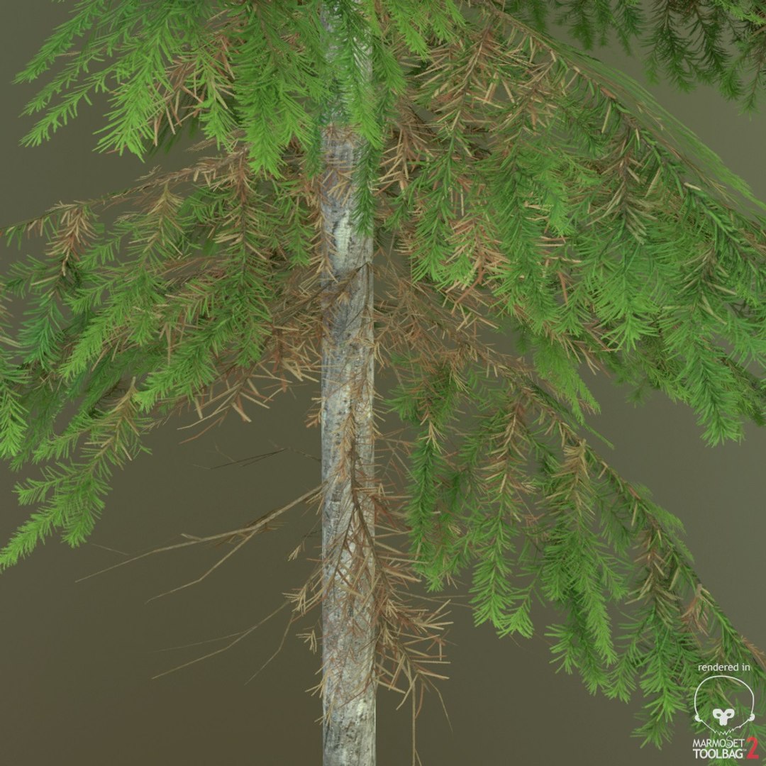Spruce Tree 3d Model
