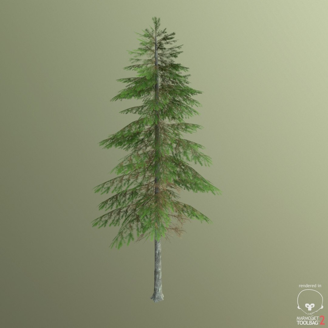 Spruce Tree 3d Model