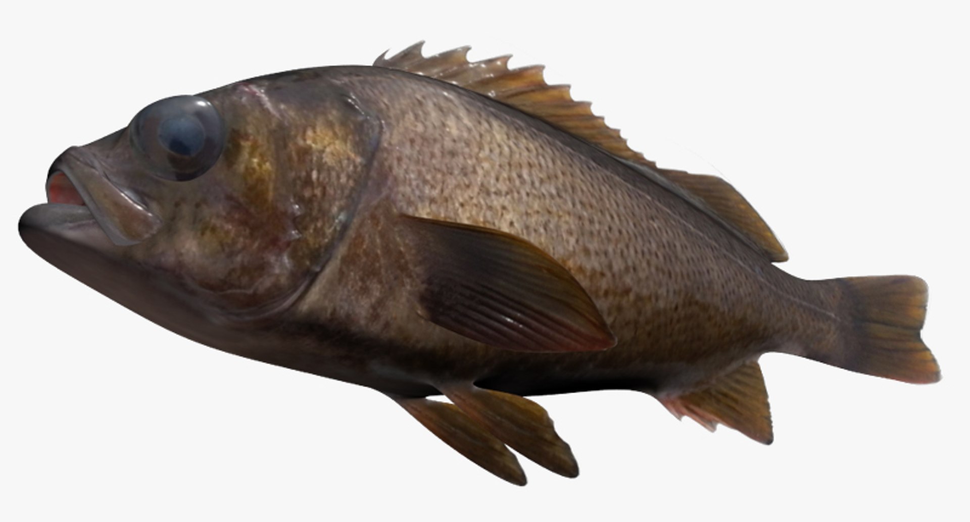 Ma Yellowtail Rockfish