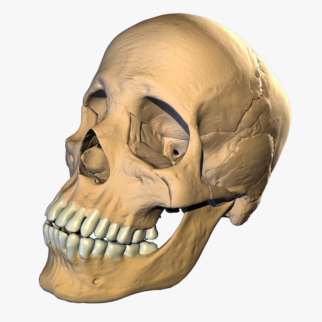 Obj Skull Modeled Highest