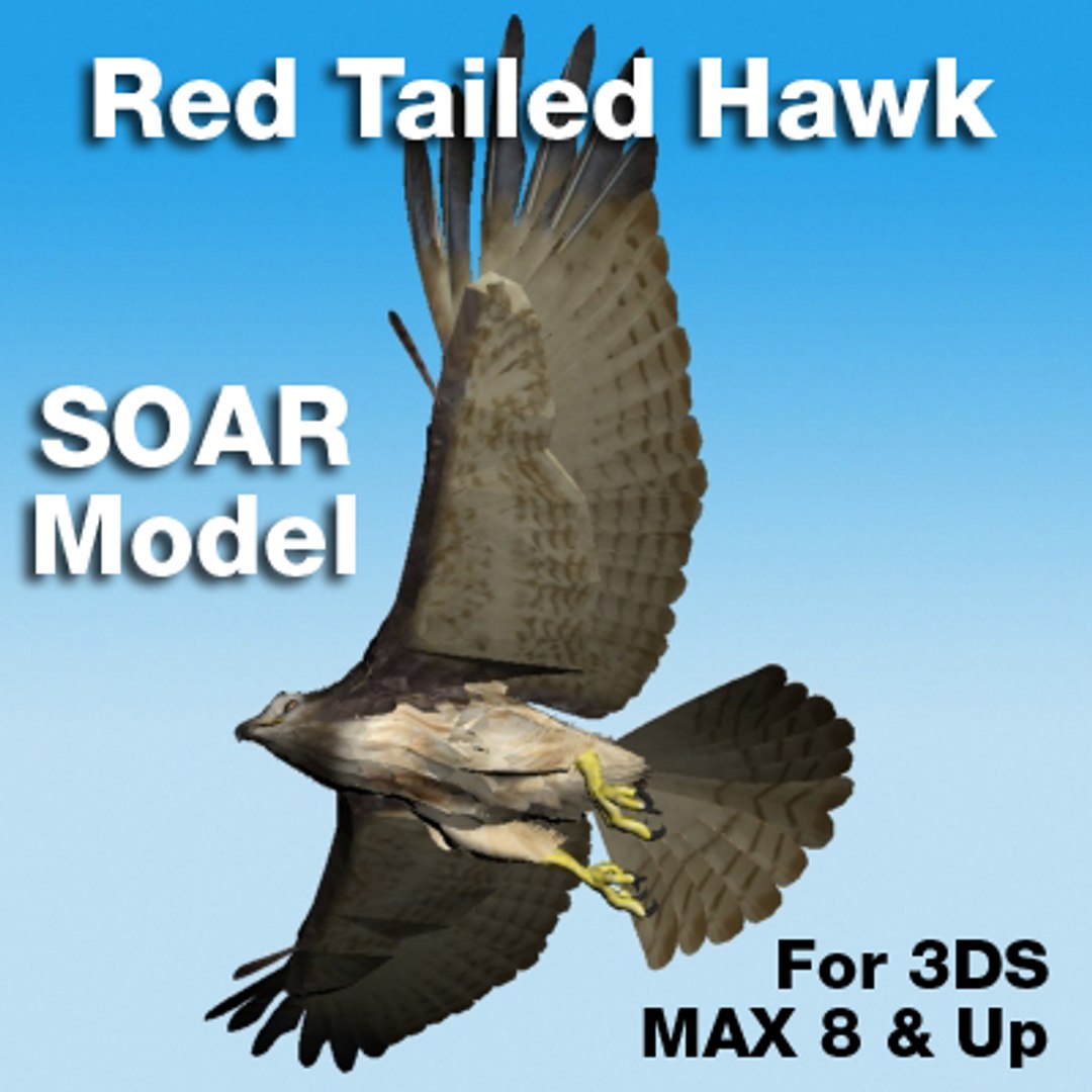 3ds Max Red Tailed Hawk Soaring