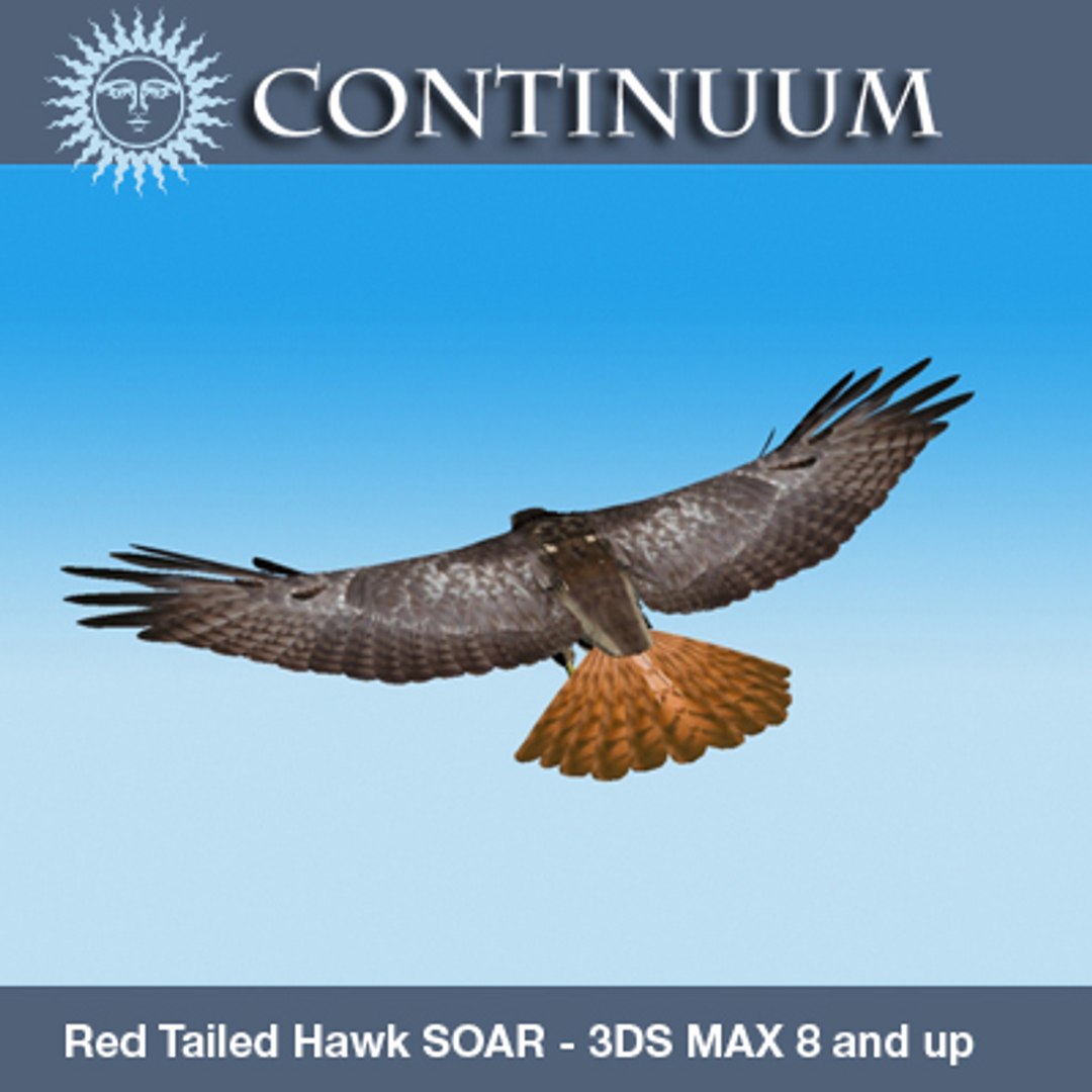 3ds Max Red Tailed Hawk Soaring