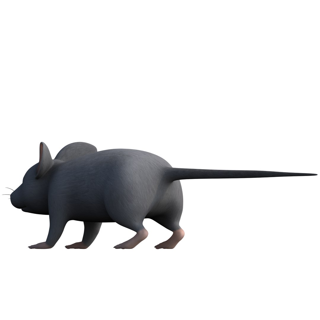 Cartoon Mouse Model - TurboSquid 1514184