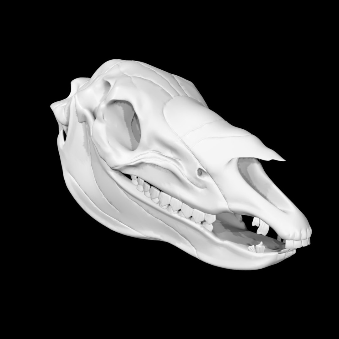 3D Model Zebra Skull - TurboSquid 1887435
