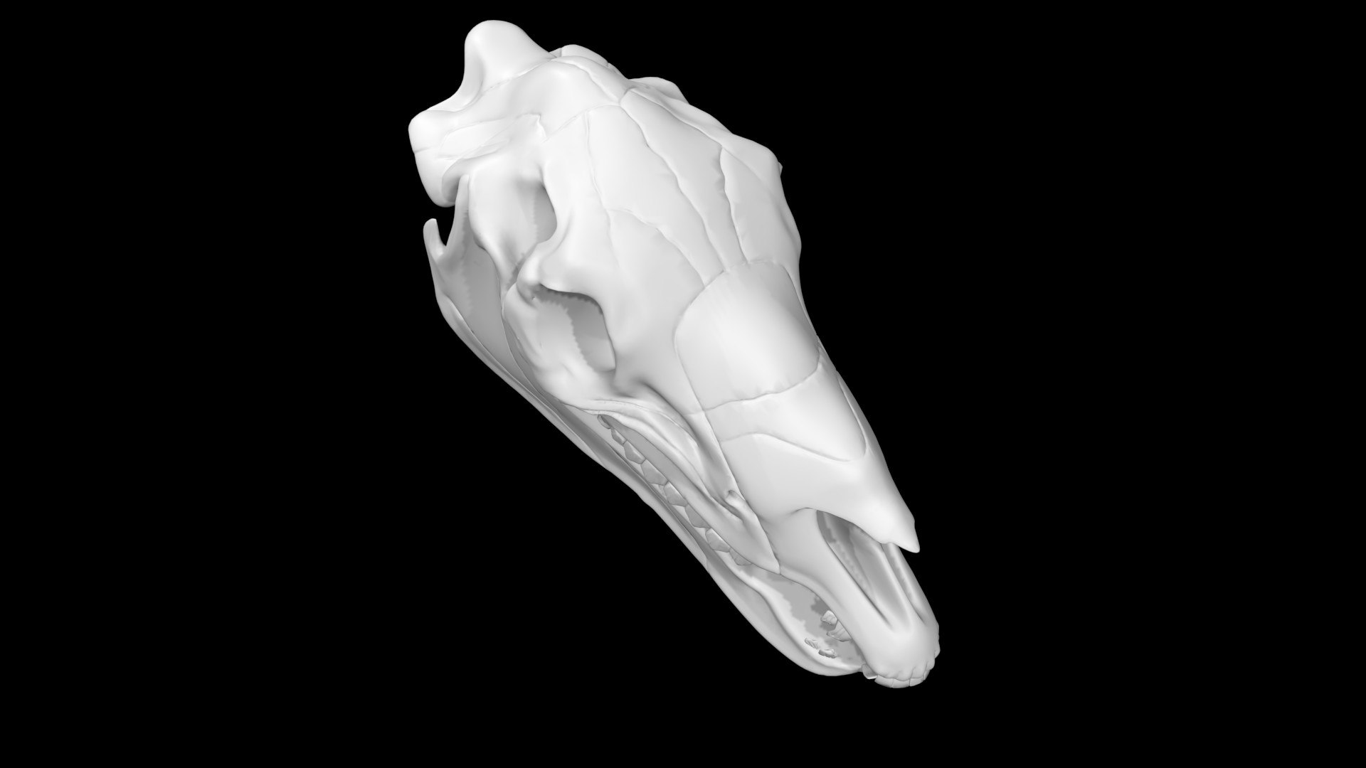 3D Model Zebra Skull - TurboSquid 1887435