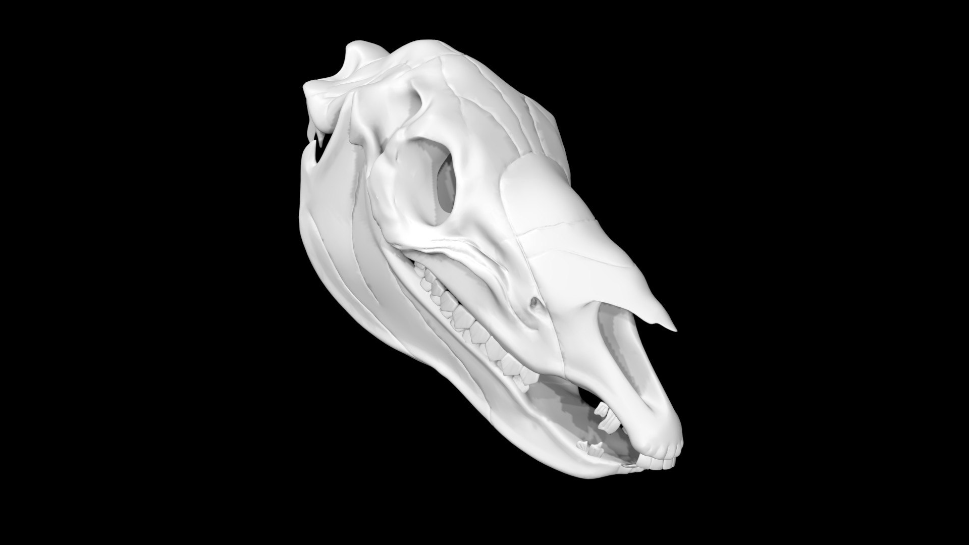 3D Model Zebra Skull - TurboSquid 1887435