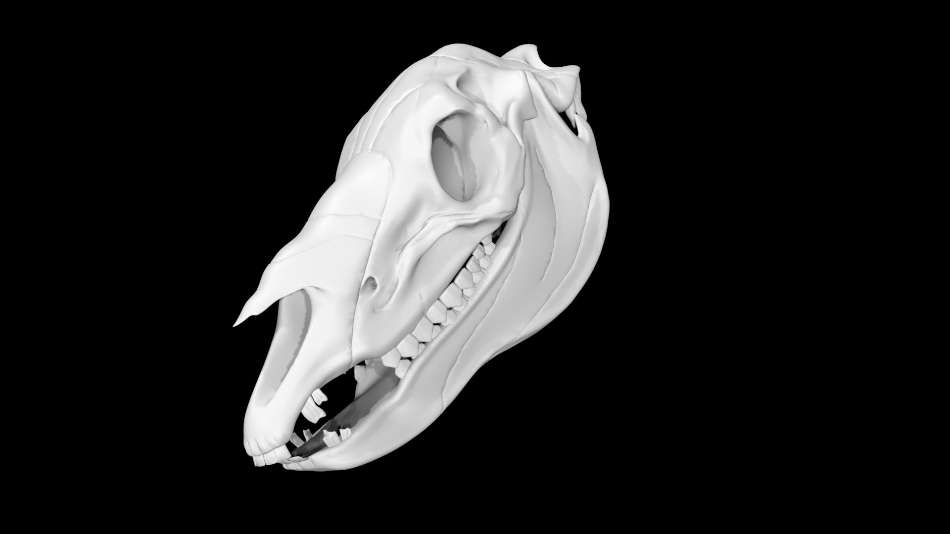 3D Model Zebra Skull - TurboSquid 1887435