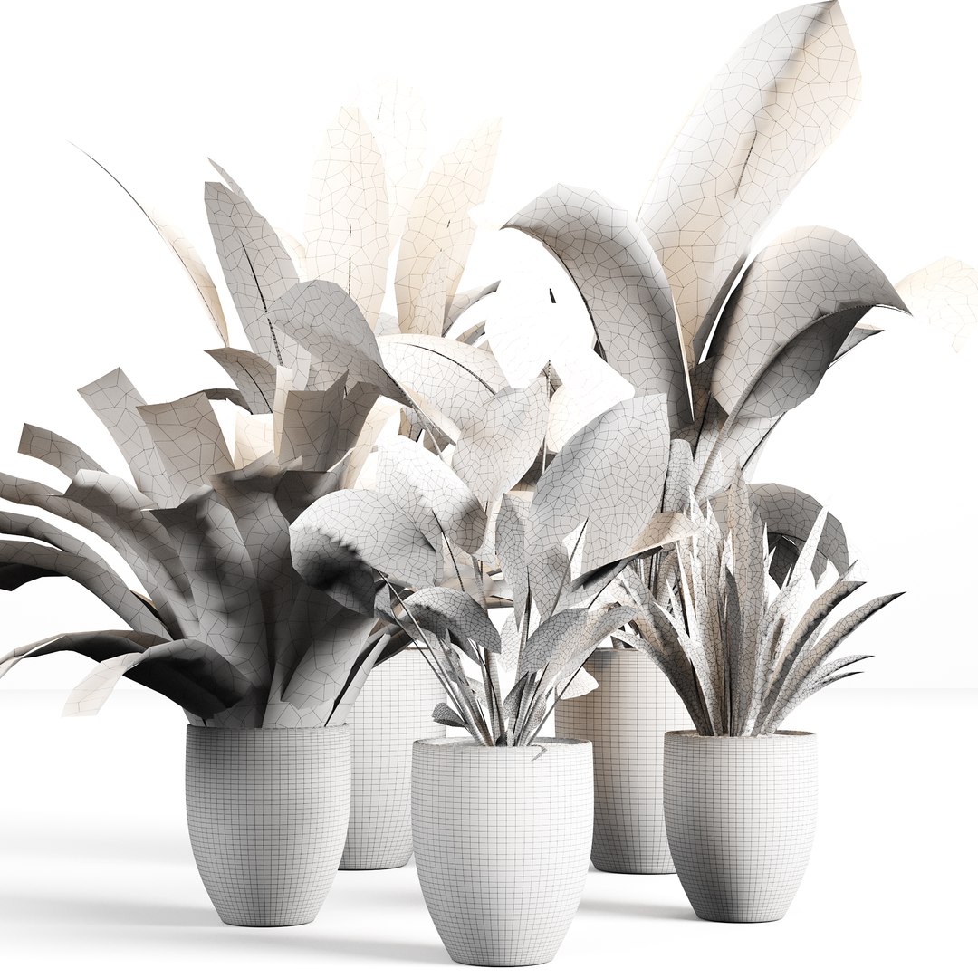 Indoor Plant Set 01 3D Model - TurboSquid 1981763