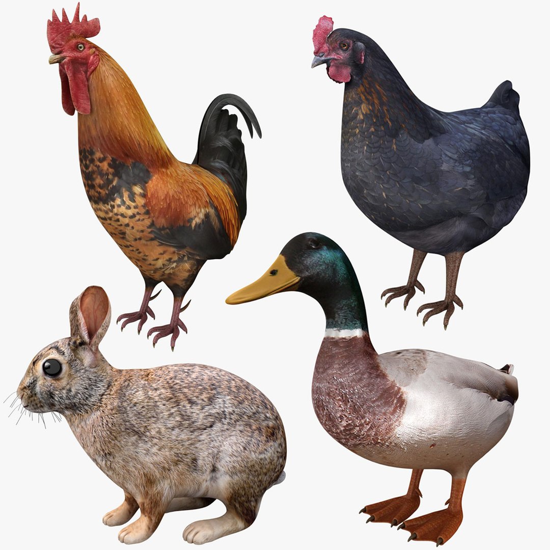 Realistic farm animals model - TurboSquid 1399749