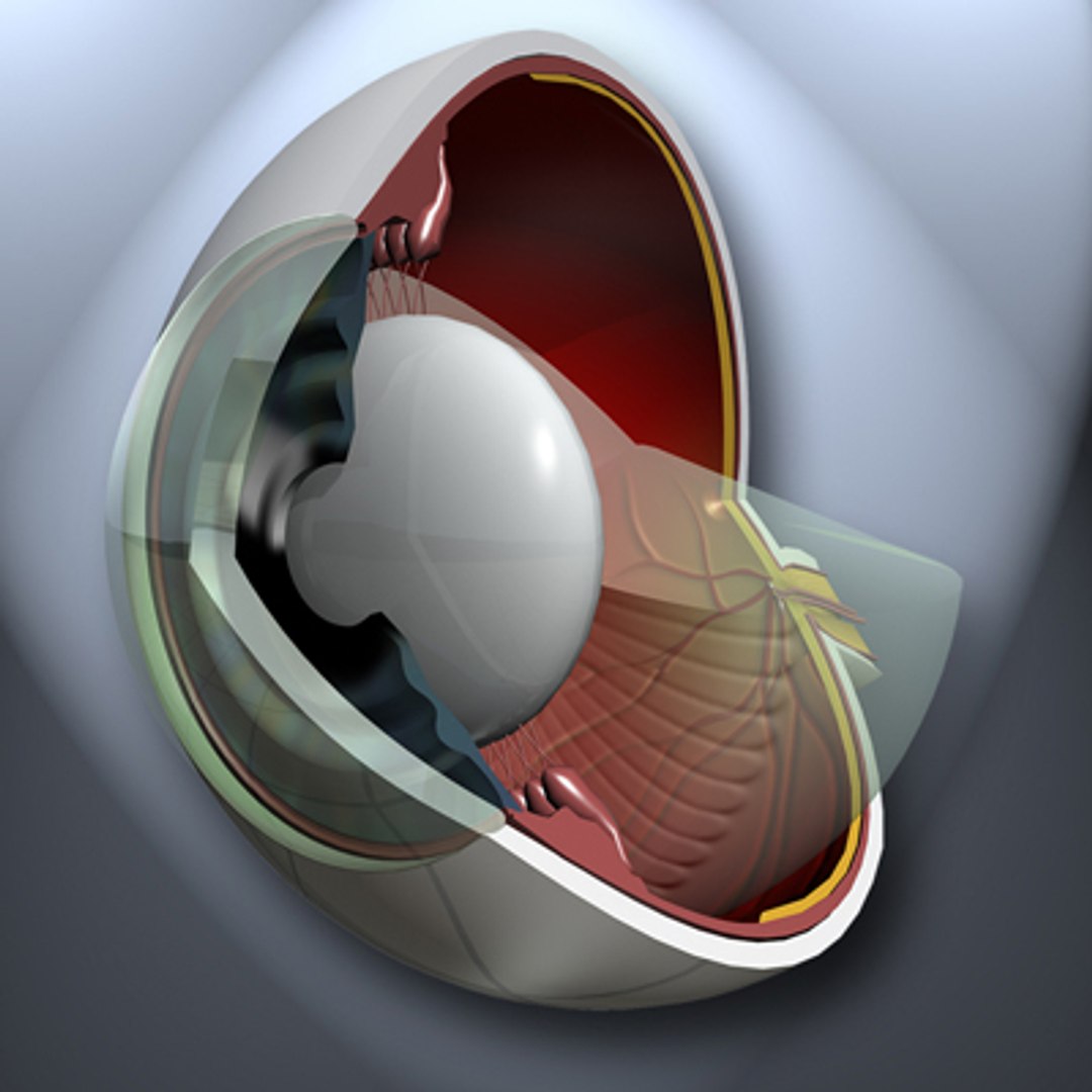 Human Eye 3d Model