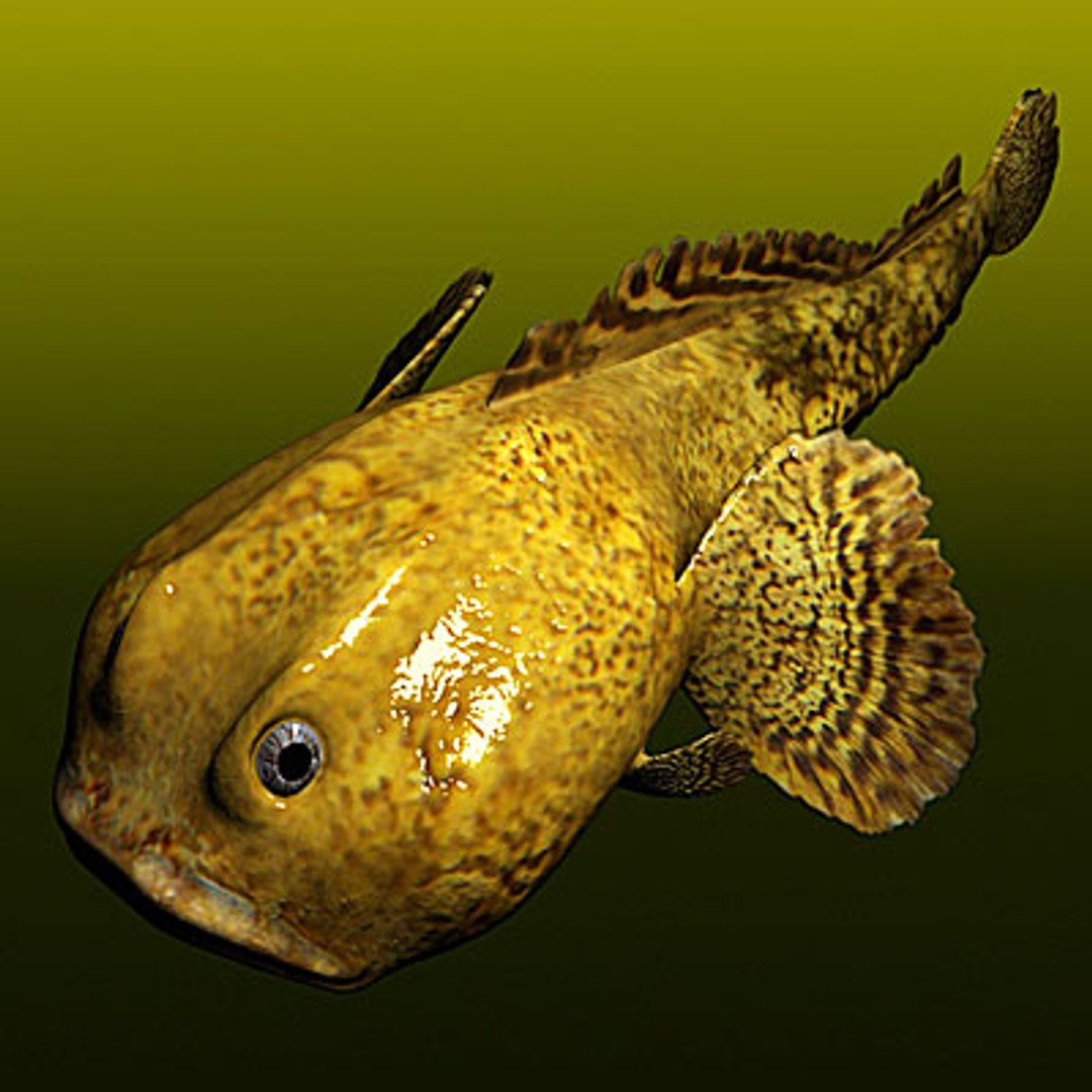 3d Oyster Toadfish Fish Toad Model
