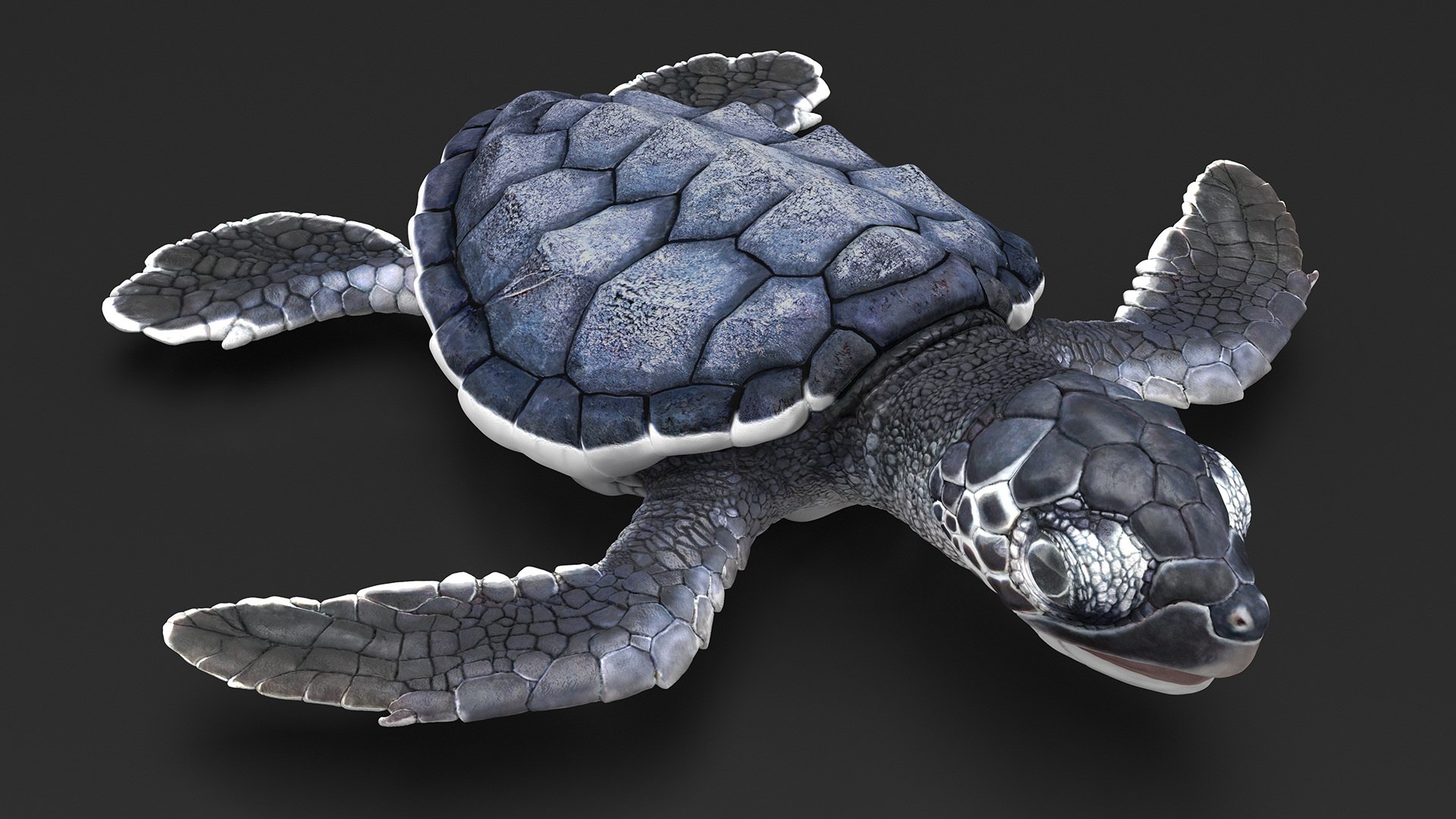 3D Baby Sea Turtle Black Rigged Model - TurboSquid 2197337