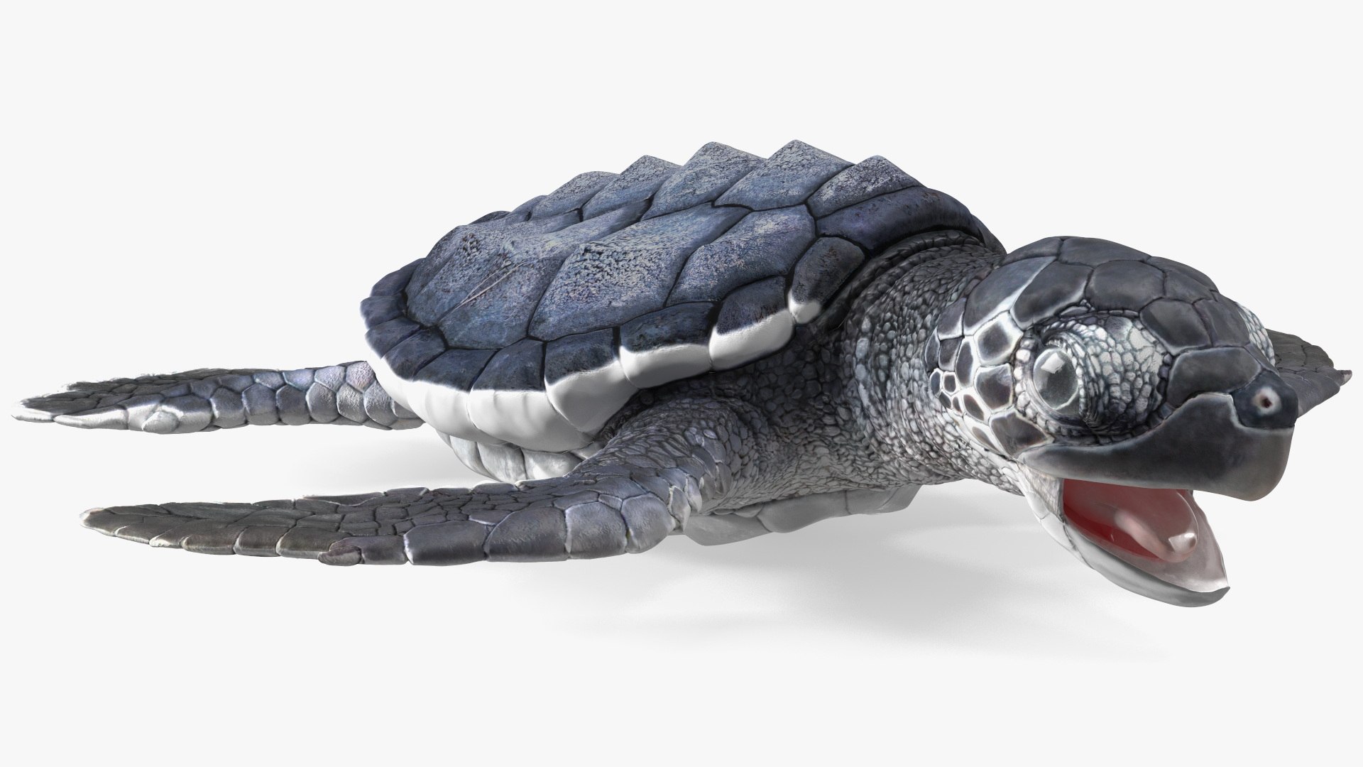 3D Baby Sea Turtle Black Rigged Model - TurboSquid 2197337
