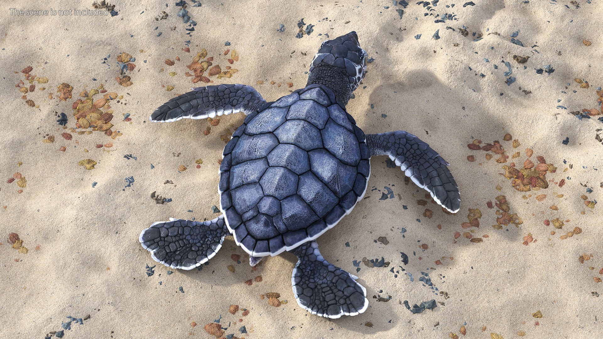 3D Baby Sea Turtle Black Rigged Model - TurboSquid 2197337
