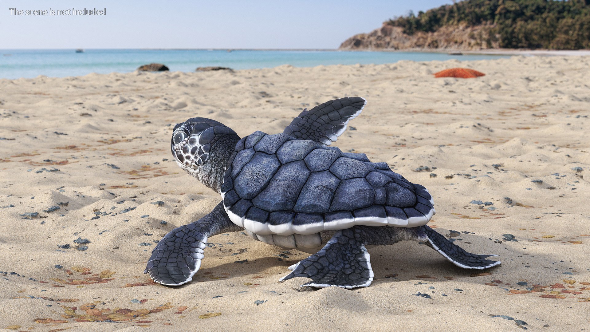 3D Baby Sea Turtle Black Rigged Model - TurboSquid 2197337