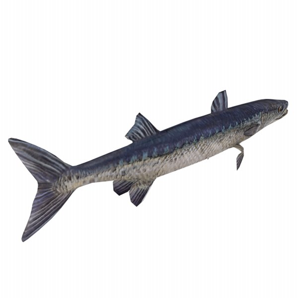 Barracuda 3D Models for Download | TurboSquid