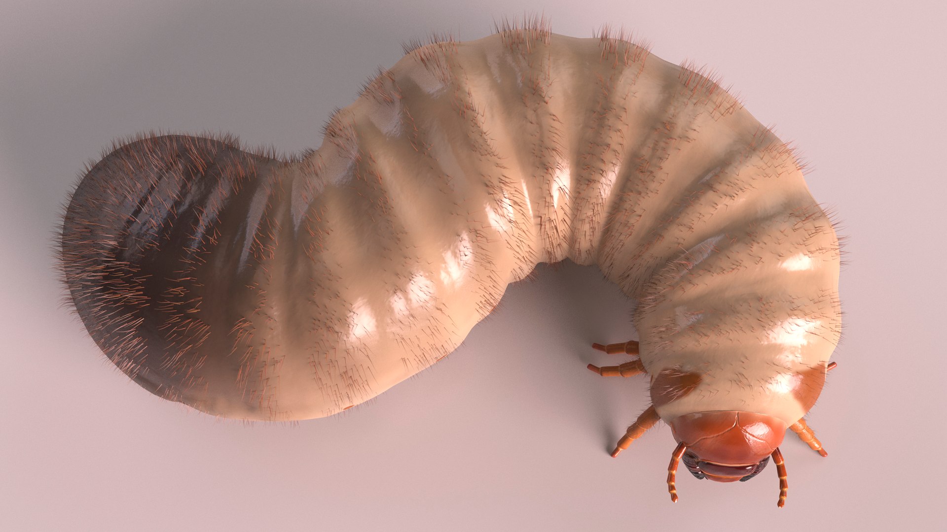 3D Maggot May Bug Rigged Fur - TurboSquid 2164978
