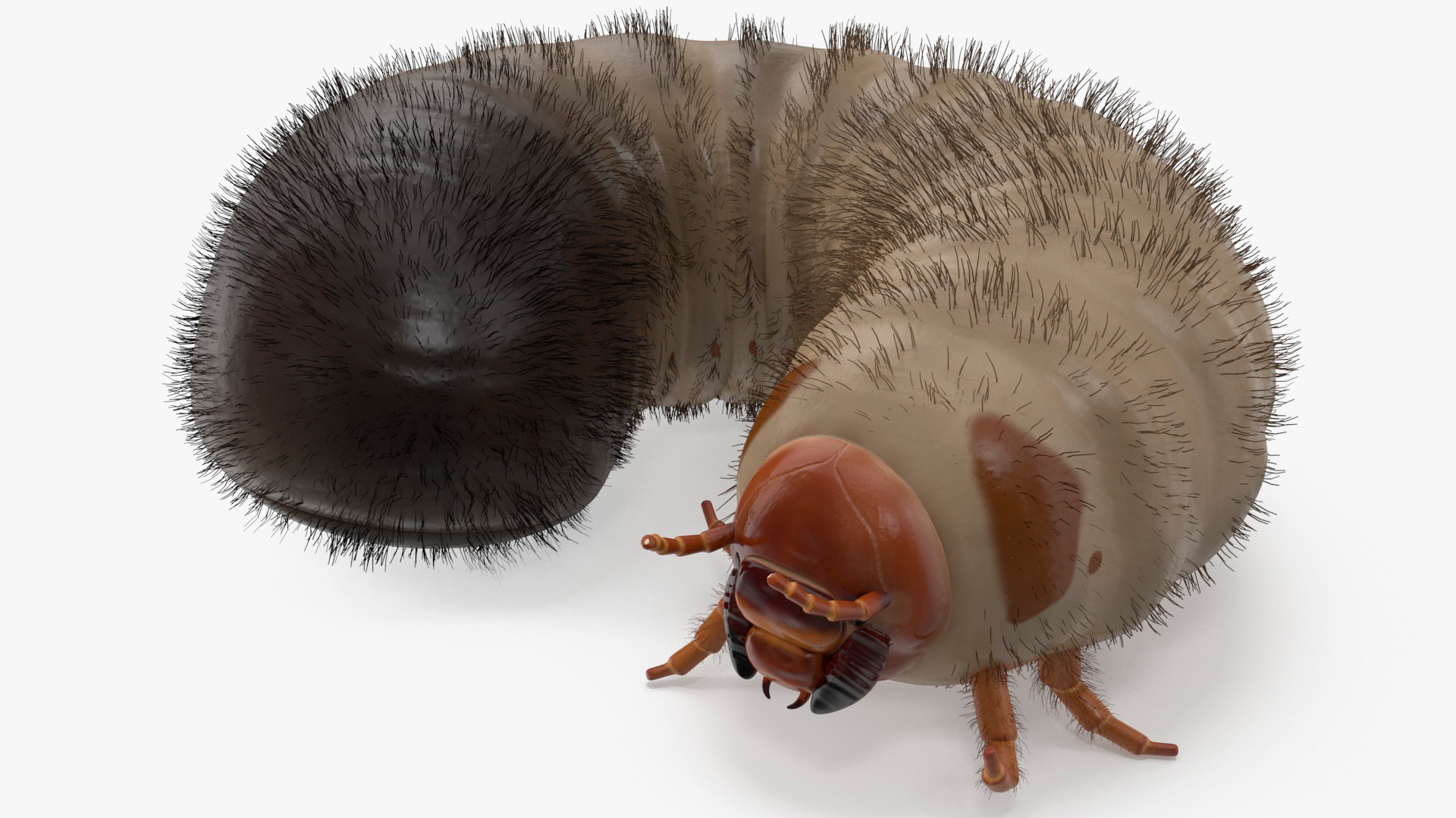 3D Maggot May Bug Rigged Fur - TurboSquid 2164978