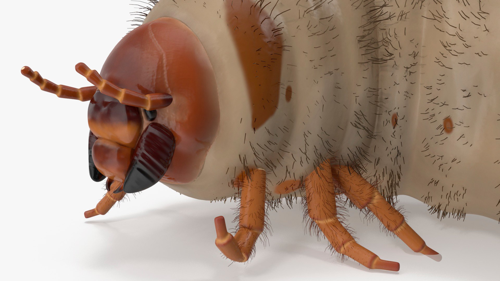 3D Maggot May Bug Rigged Fur - TurboSquid 2164978
