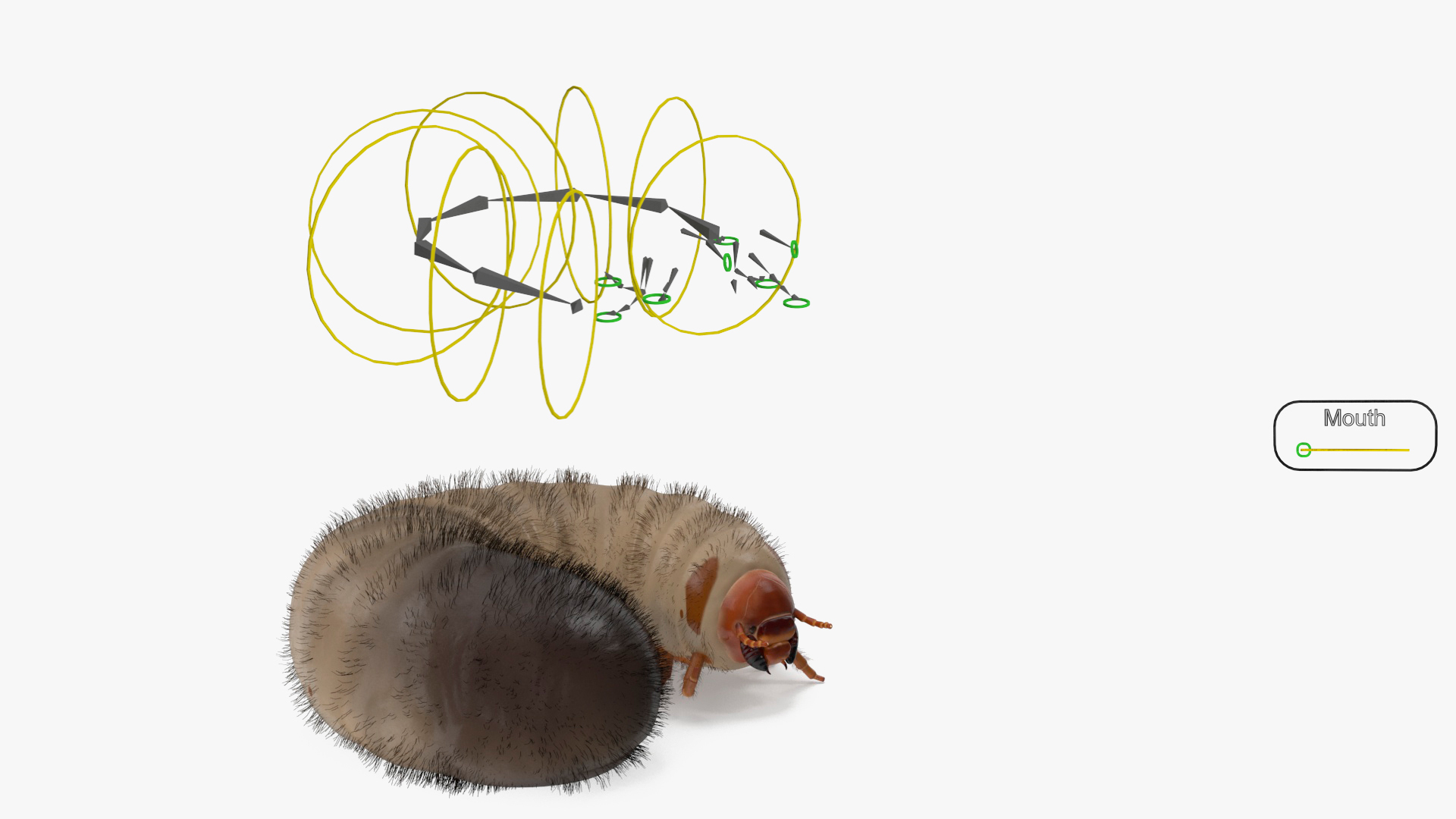 3D Maggot May Bug Rigged Fur - TurboSquid 2164978