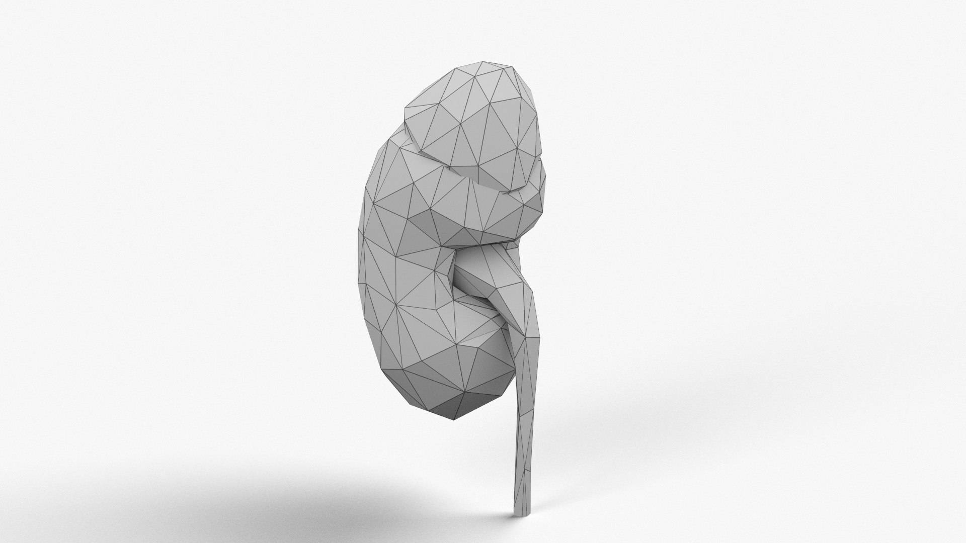 3D model Low Poly Anatomy collection - TurboSquid 1885612