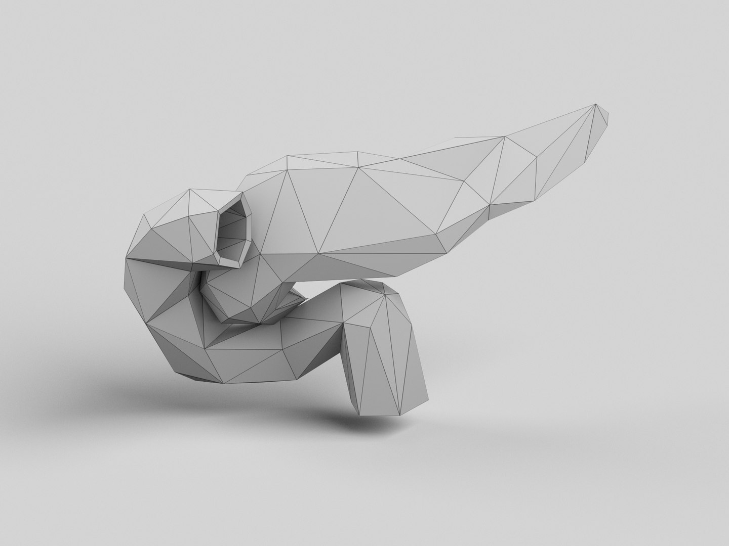 3D model Low Poly Anatomy collection - TurboSquid 1885612