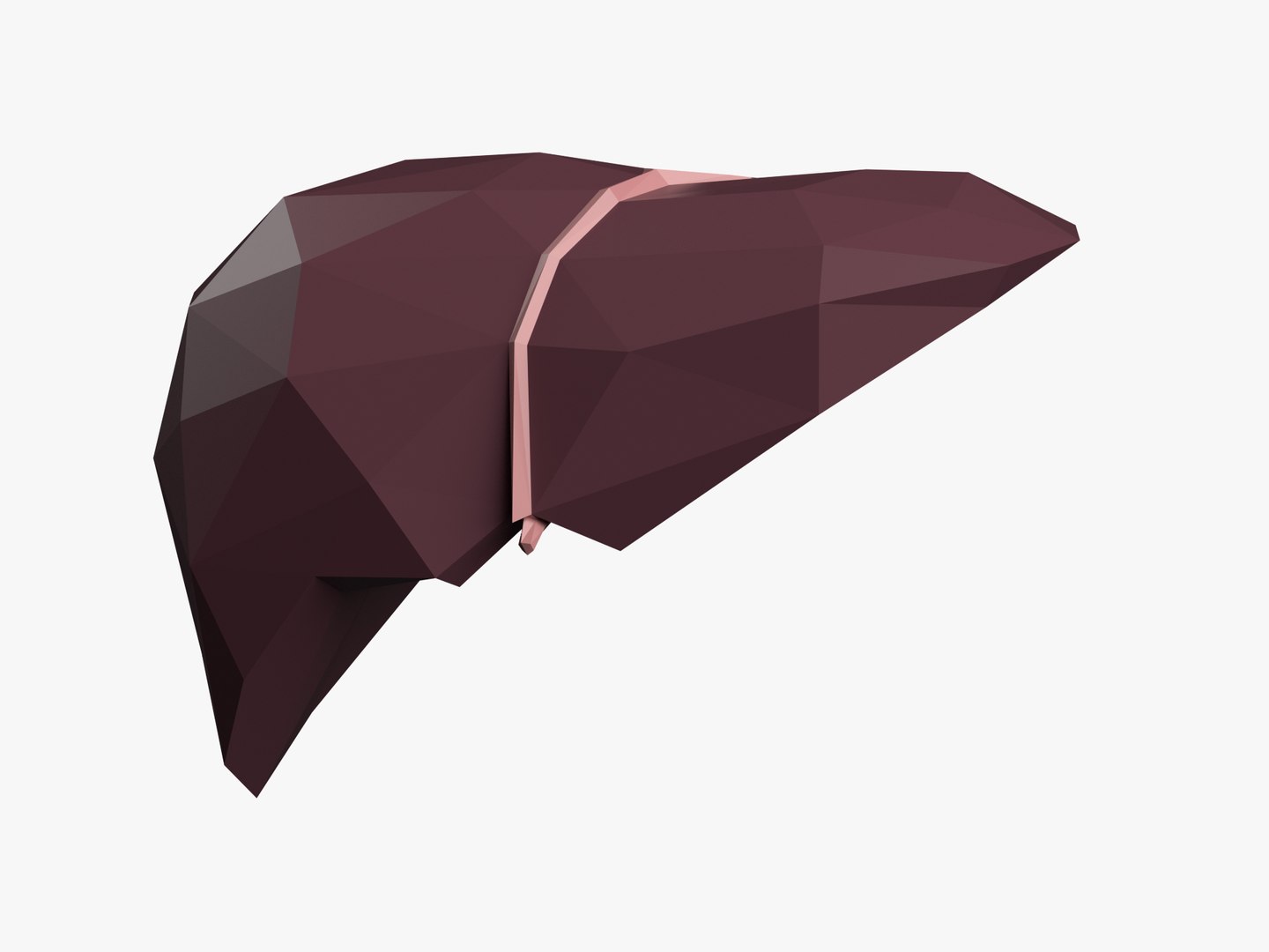 3D Model Low Poly Anatomy Collection - TurboSquid 1885612